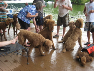 Poodle Party