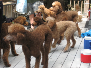 Poodle Party