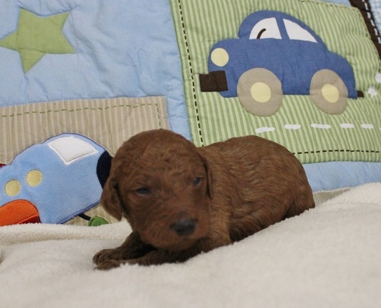 Untitled Document [www.raspberrywoodspoodles.com]