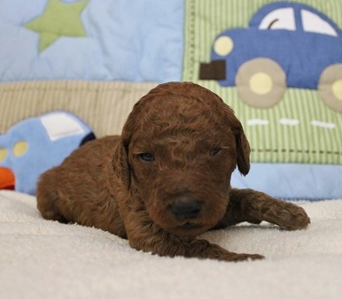 Untitled Document [www.raspberrywoodspoodles.com]