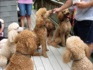 Poodle Party